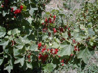 ribes e uva spina